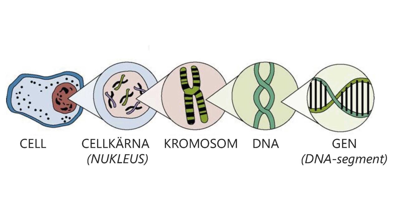 DNA, celler, gener, genom och CRISPR-Cas9 - Vetenskap & Allmänhet