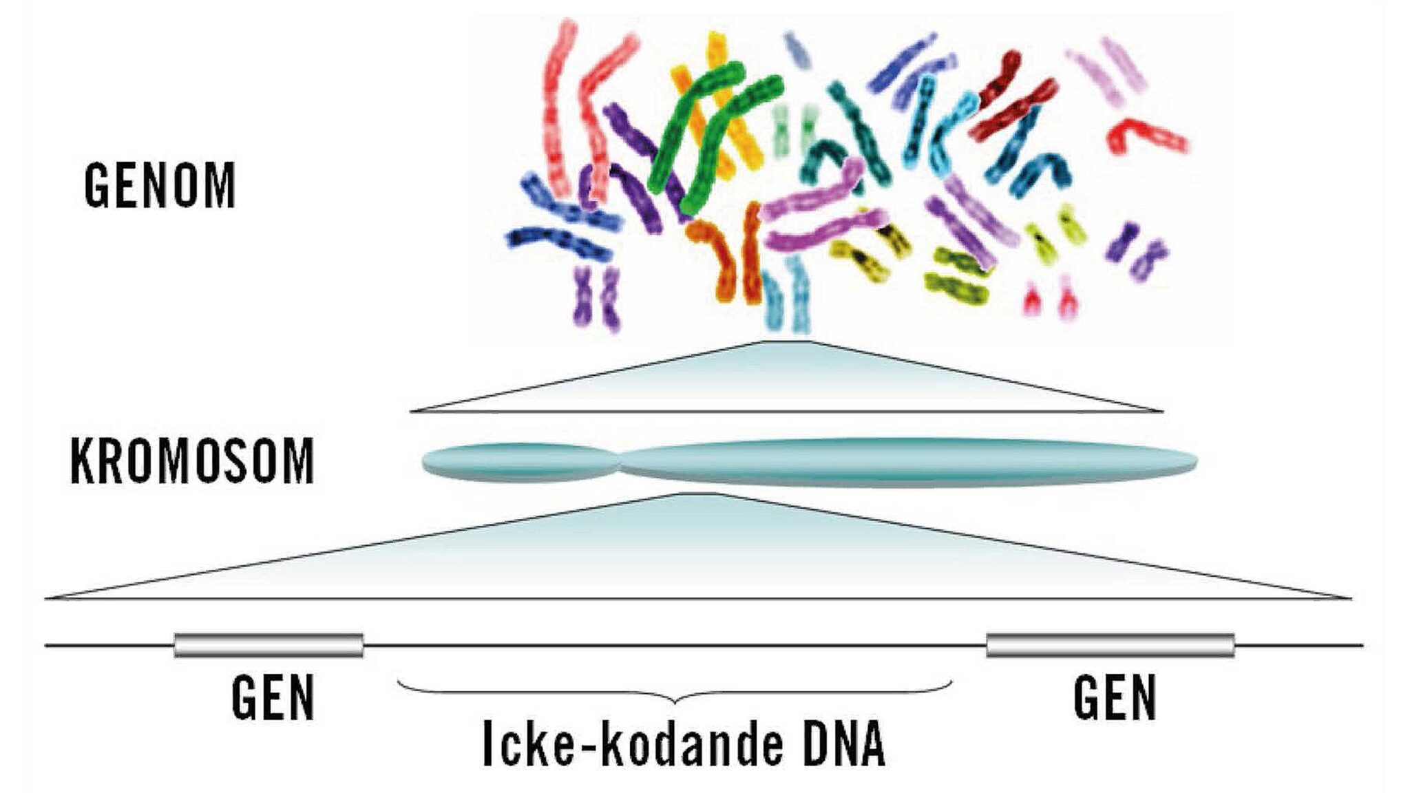 DNA, celler, gener, genom och CRISPR-Cas9 - Vetenskap & Allmänhet