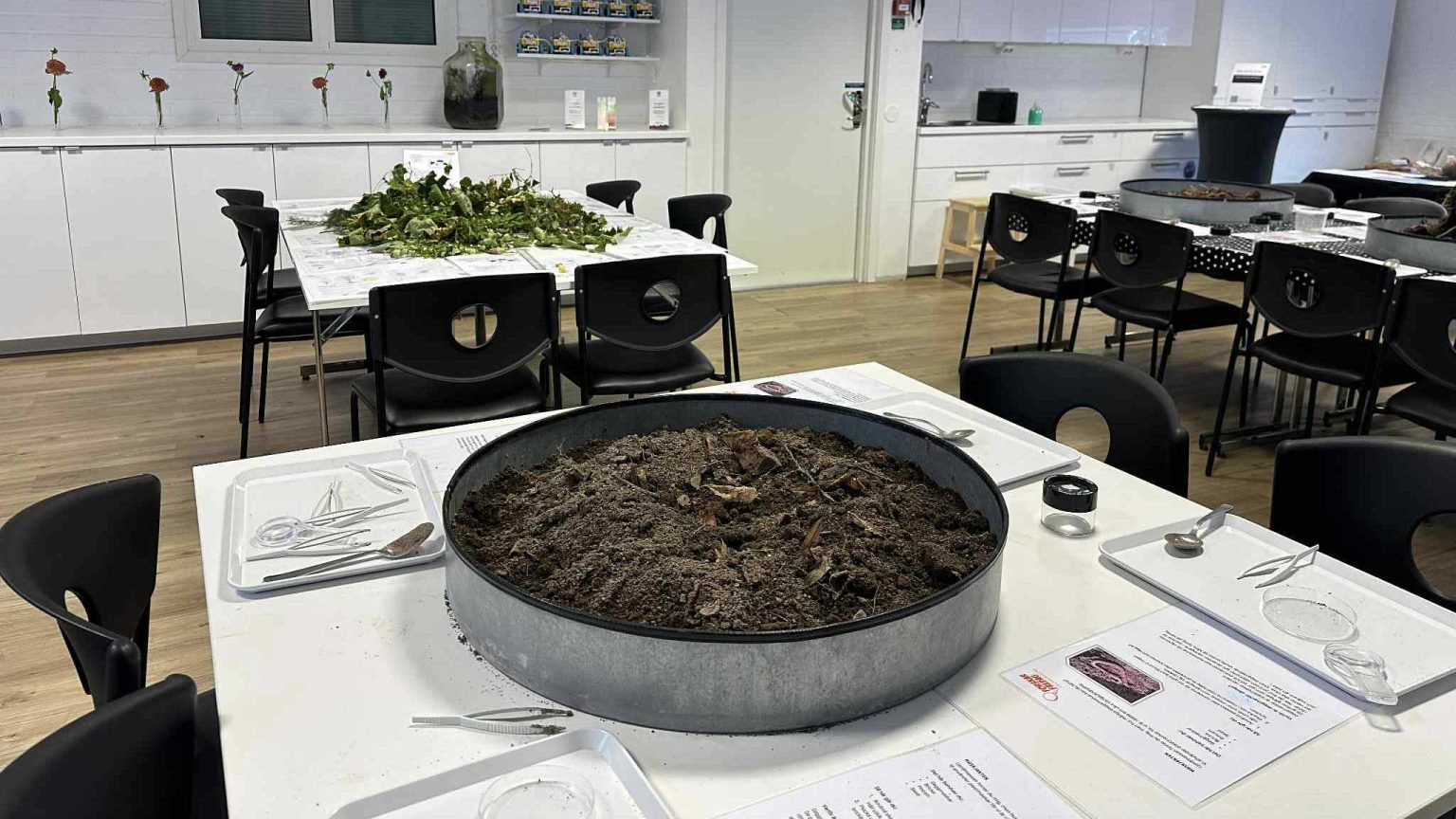 Teeming with life: LOESS brings the hidden world of soil to light ...